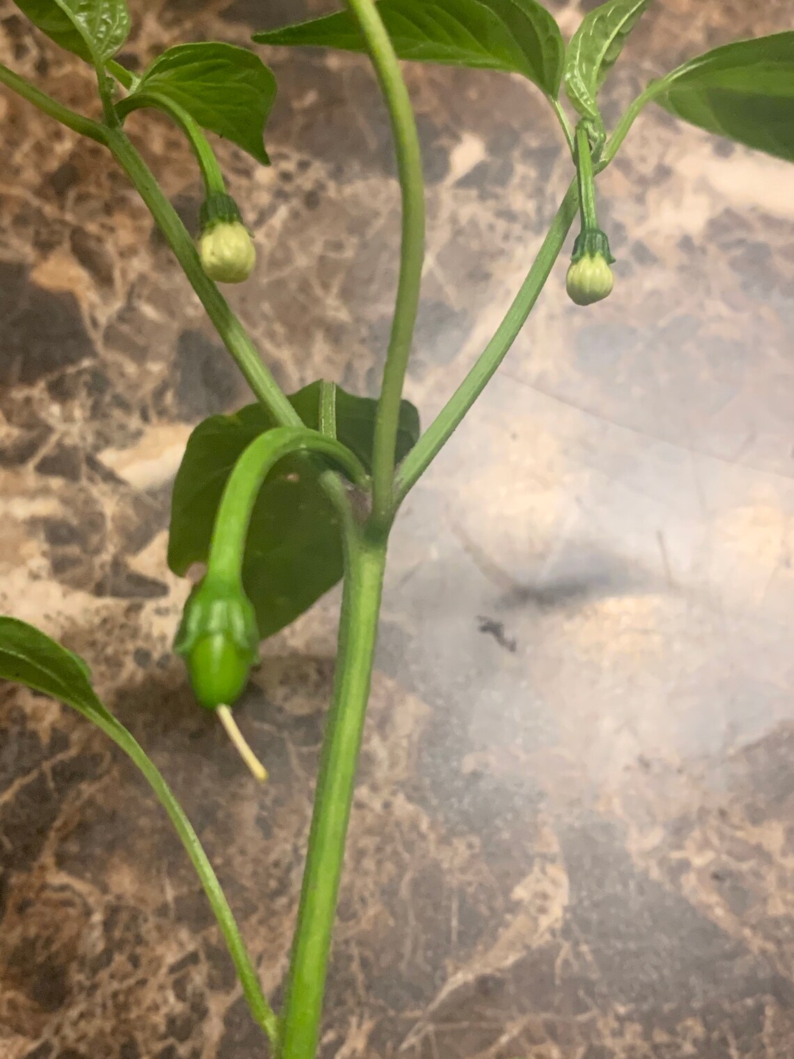 1 ORGANIC Jalapeno/chipotle Pepper Live Plants 4pots - Etsy