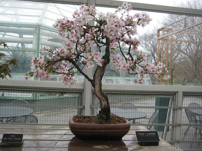 Yoshino Cherry Bonsai Starter (live Tree Seedling 7 to 11 Inches) From ...