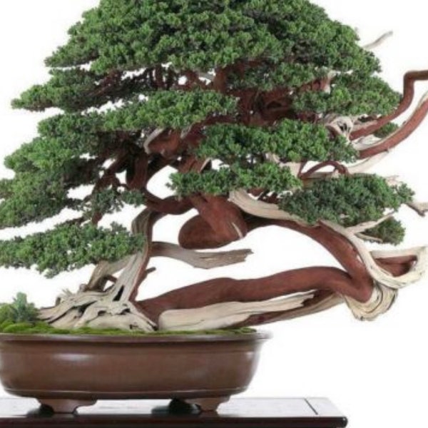 Juniper Bonsai Tree - Etsy