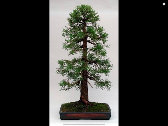 Sequoiadendron Giganteum Bonsai