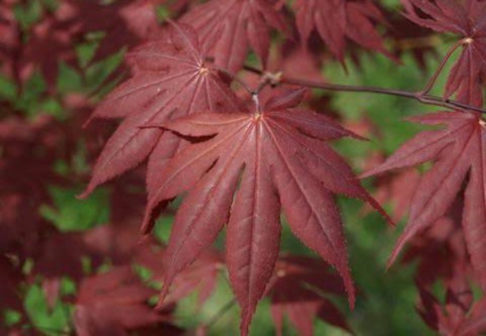 RED Acer Palmatum Red Japanese Maple 6 to 10 Inches - Etsy