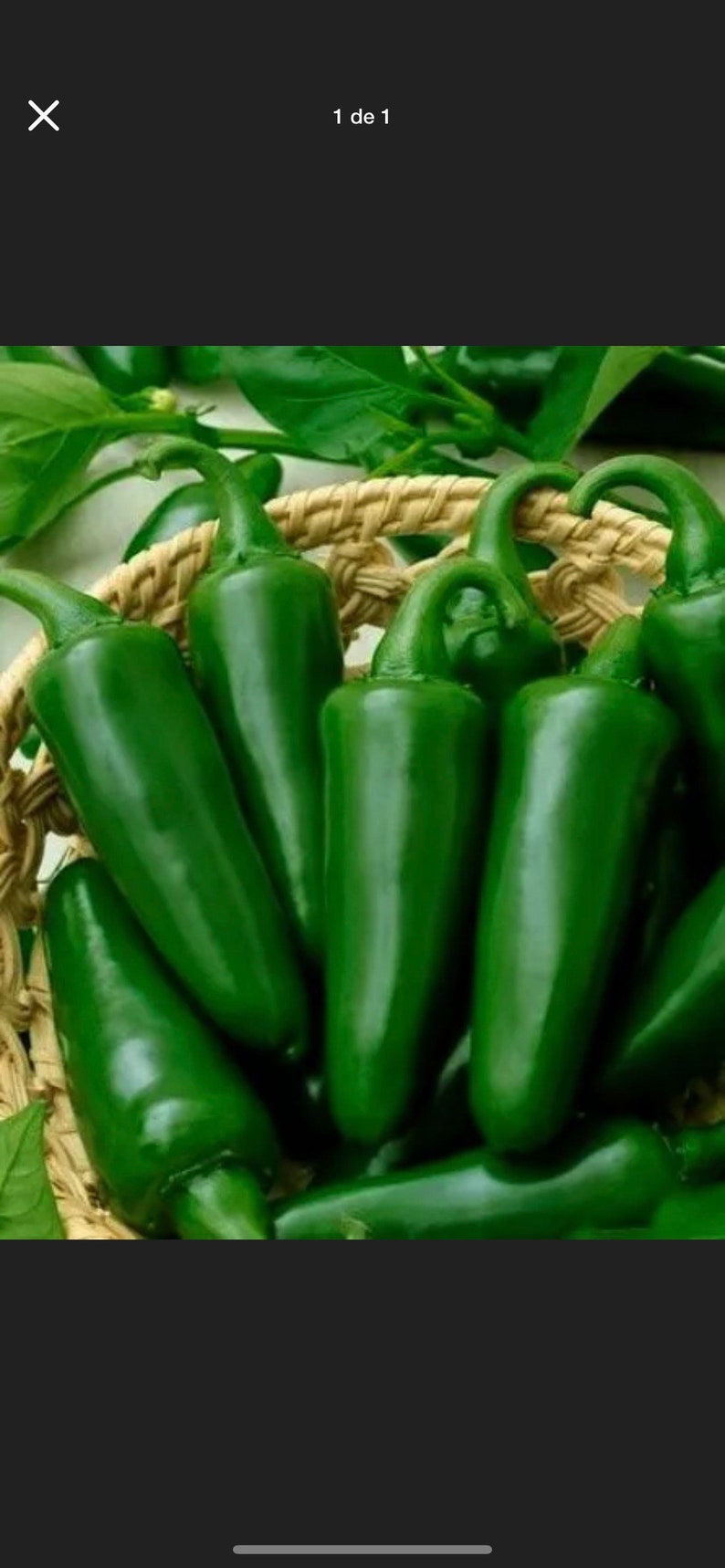 1 ORGANIC Jalapeno/chipotle Pepper Live Plants 4pots - Etsy