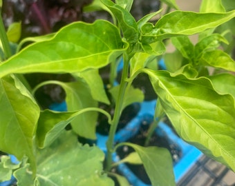 Ancho Poblano Pepper Seeds - Etsy