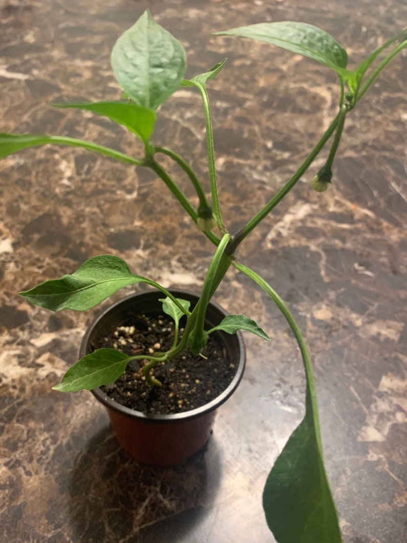 1 ORGANIC Jalapeno/chipotle Pepper Live Plants 4pots | Etsy