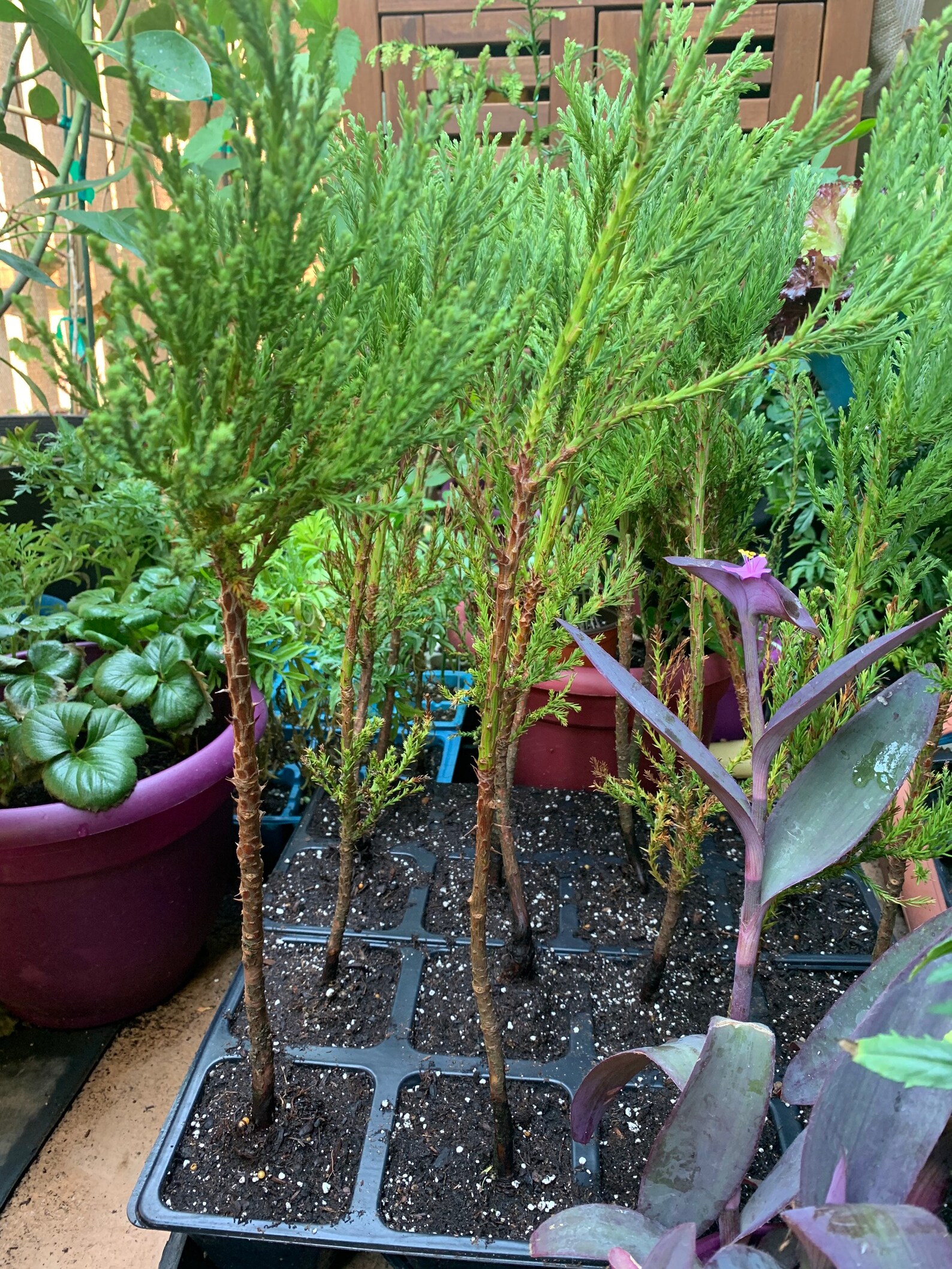 Giant Sequoia Live Tree Seedling 3 to 5 Inches - Etsy