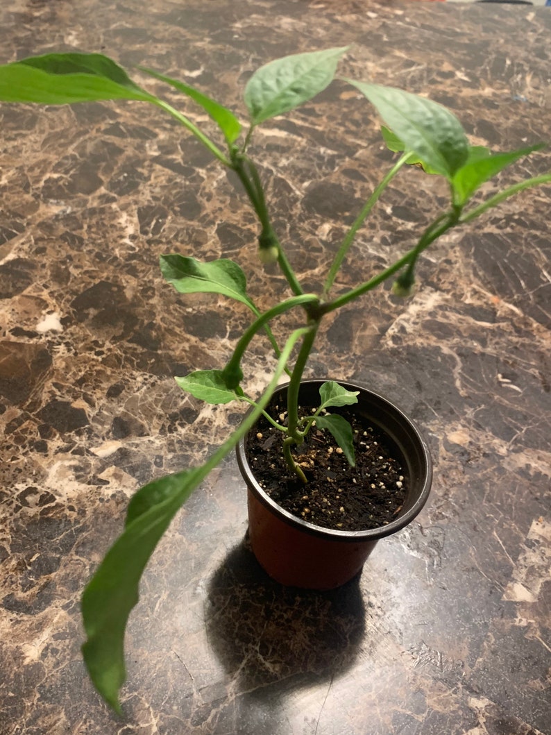 1 ORGANIC Jalapeno/chipotle Pepper Live Plants 4pots - Etsy