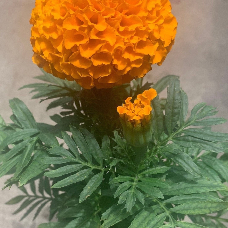 African Marigolds Live - Etsy