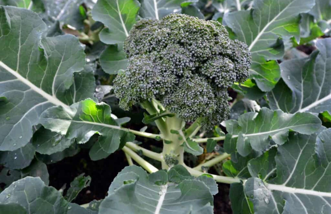 1 Organic Broccoli Plant 4 Inches Pot - Etsy