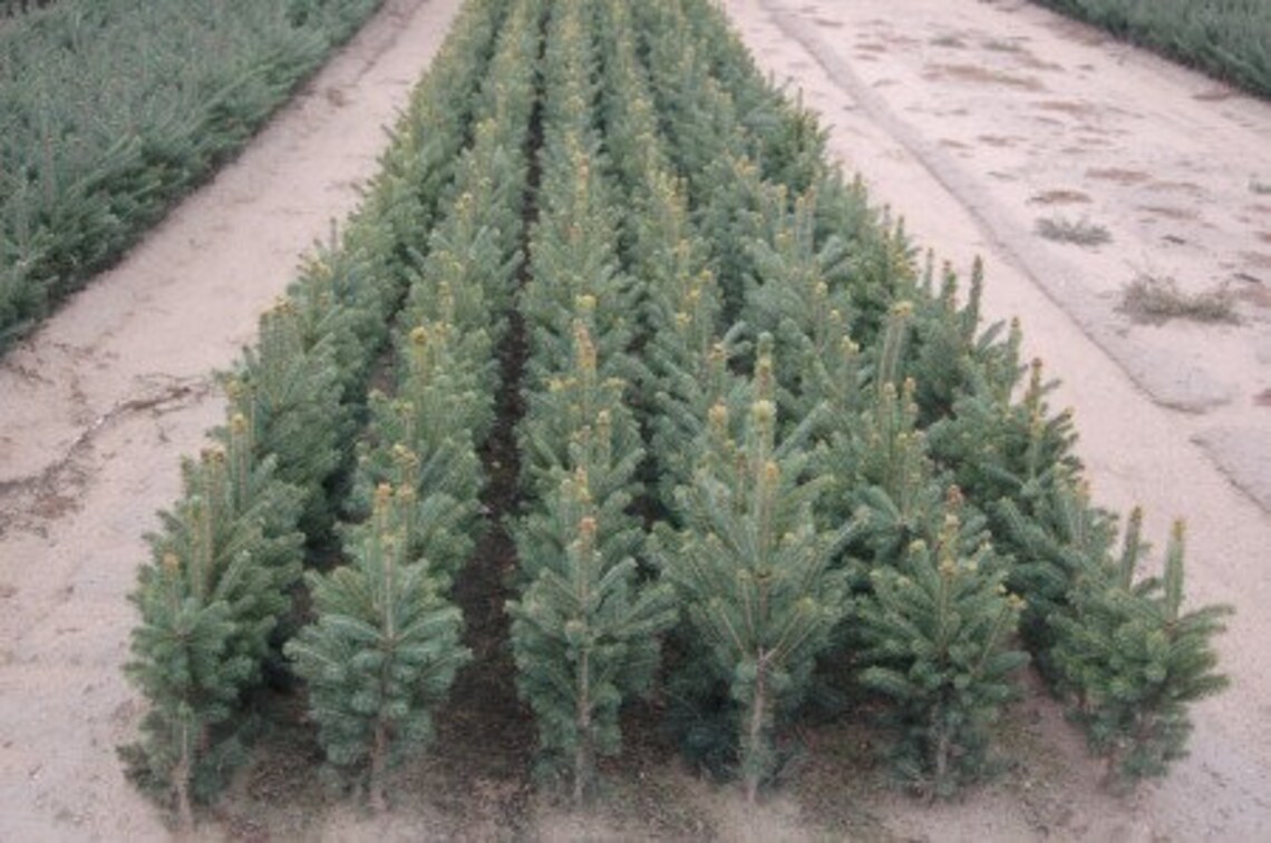 Blue Spruce Live Tree Seedling 4 to 8 Inches - Etsy