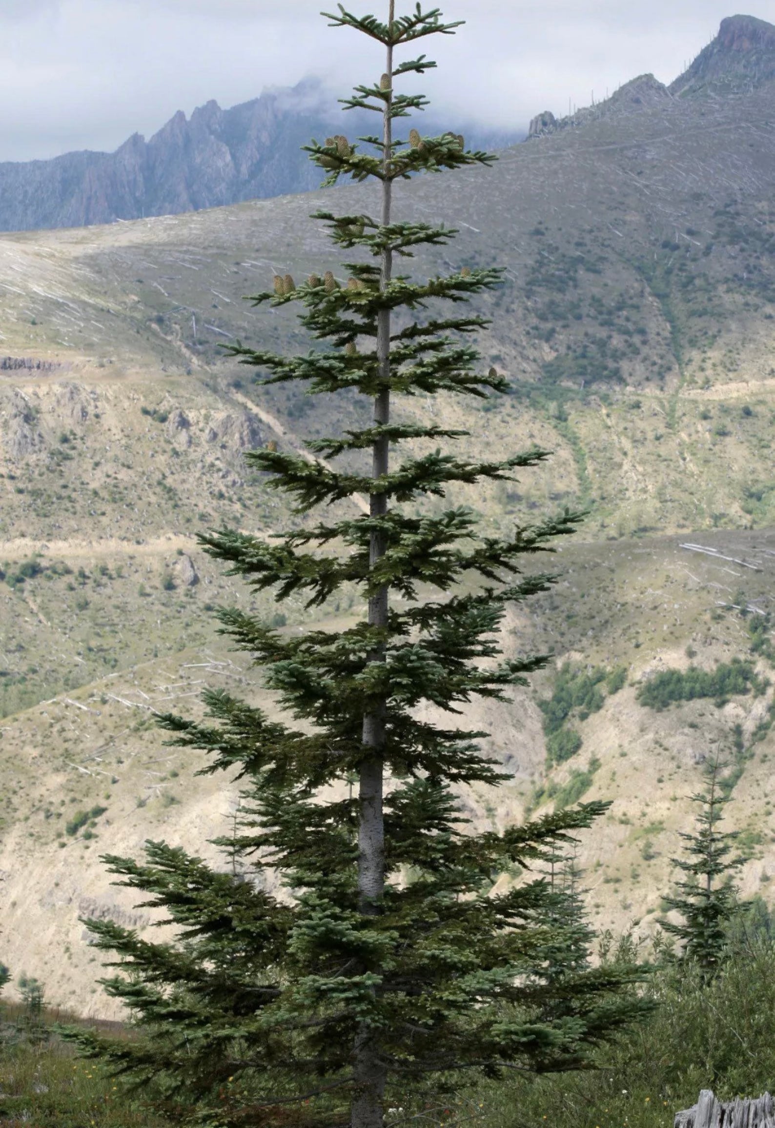 Noble Fir Bonsai Starter Kit Abies Procera Seedling 4 To 8 Etsy