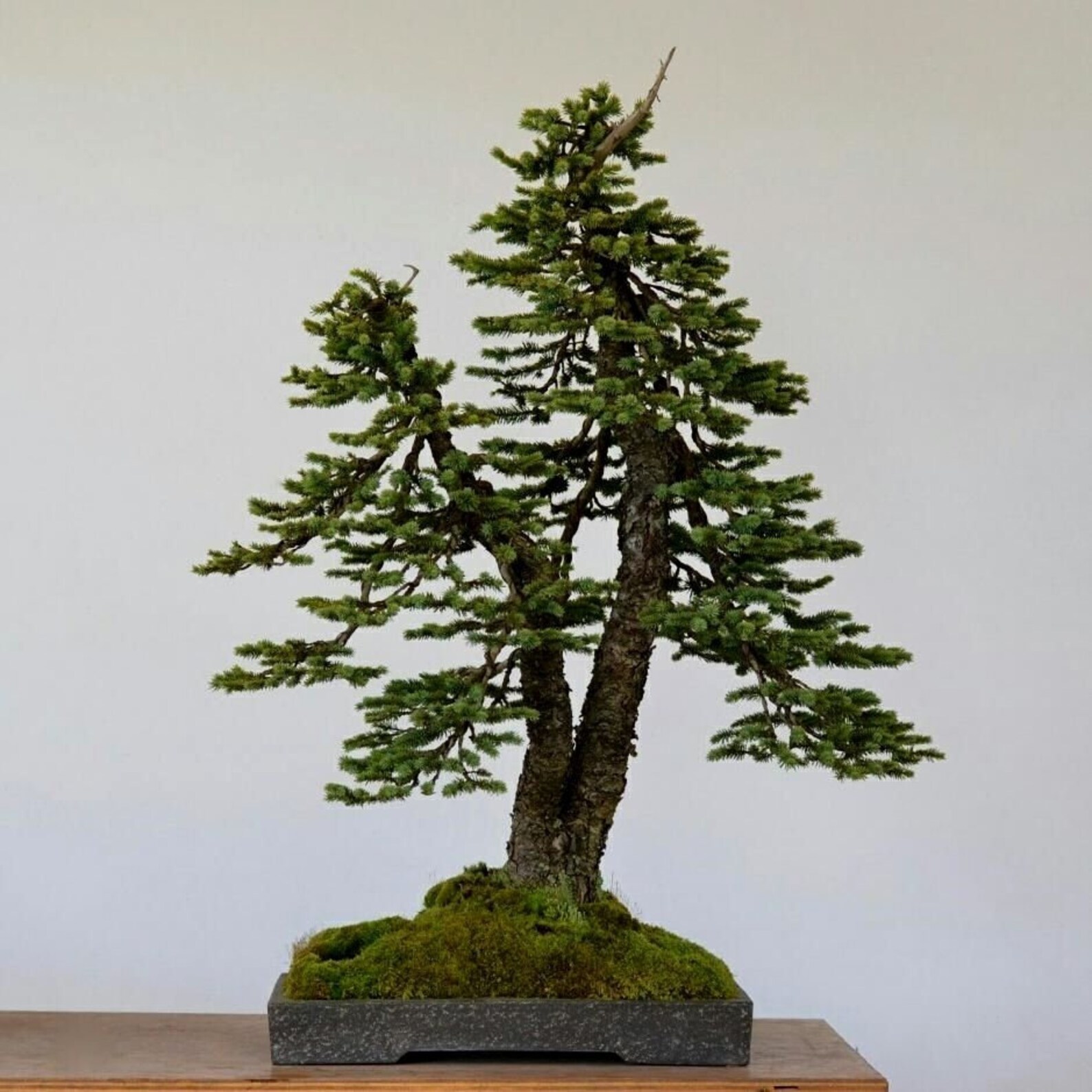 Blue Spruce Live Tree Seedling 4 to 8 Inches - Etsy