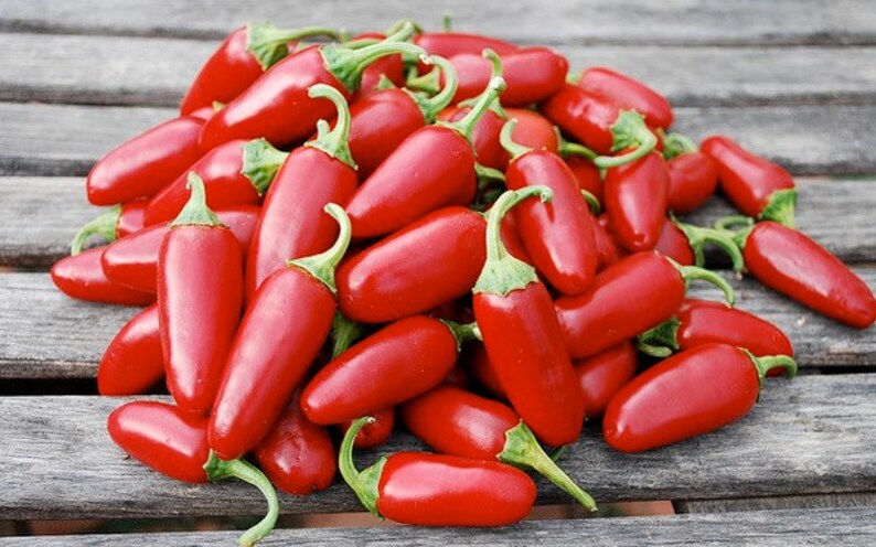 1 ORGANIC Jalapeno/chipotle Pepper Live Plants 4pots | Etsy