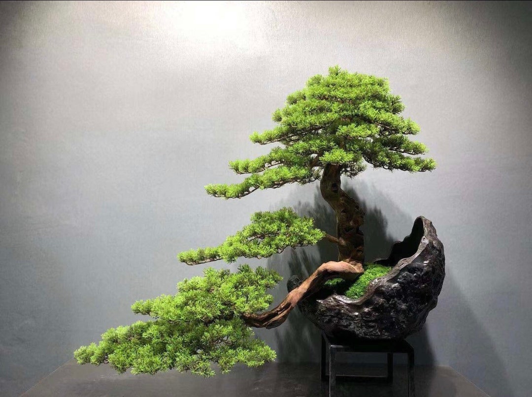 Dawn Red Wood Bonsai Starter Kit (metasequoia) Seedling 5 to 7 Inches ...