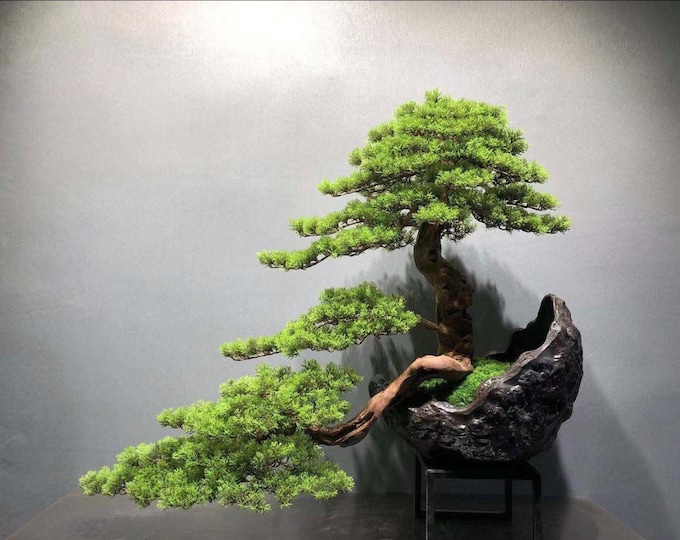 Dawn Red Wood Bonsai Starter Kit (metasequoia) Seedling 5 to 7 Inches ...