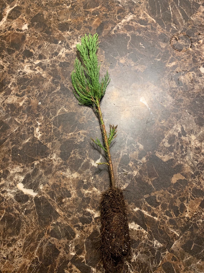 Giant Sequoia Live Tree Seedling 3 to 5 Inches - Etsy