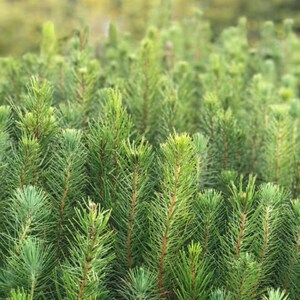 Blue Spruce Live Tree Seedling 4 to 8 Inches - Etsy