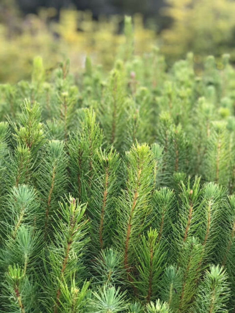 Blue Spruce Live Tree Seedling 4 to 8 Inches - Etsy