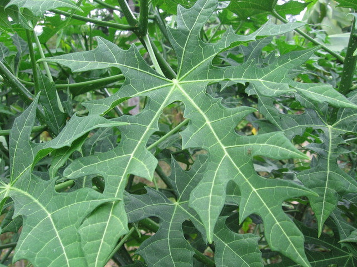 CHAYA TREE SPINACH Cnidoscolus aconitifolius 3 Organic Edible | Etsy