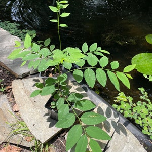 KATUK PLANT Sauropus Androgynus Star Gooseberry Sweet Leaf Organic - Etsy