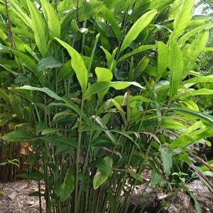 Organic Greater Galangal 1 Rhizome: Easy Grow Culinary Herb - Etsy