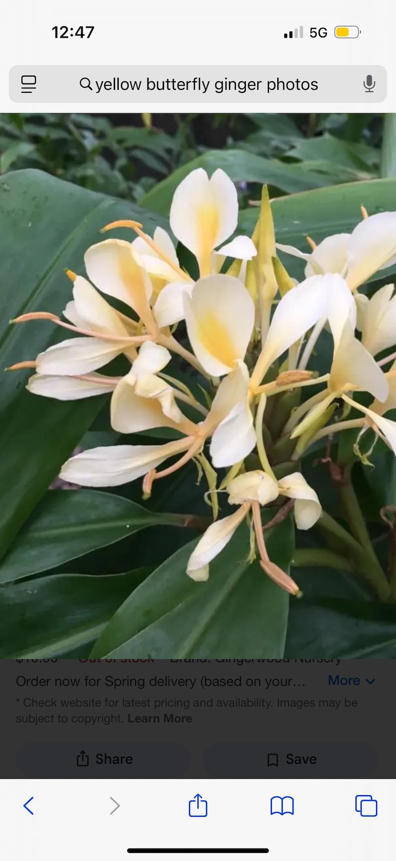 Yellow Butterfly Ginger PLANT Hedychium Flavescens Easy to Grow ...