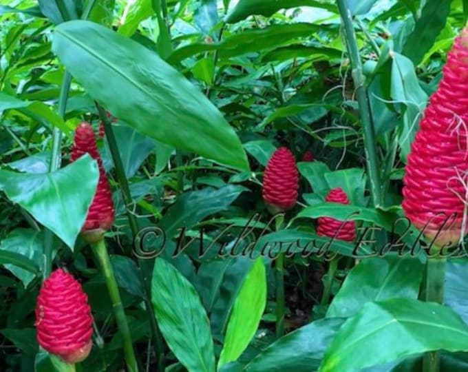 Pinecone Ginger/awapuhi/shampoo Ginger Live Plant - Etsy