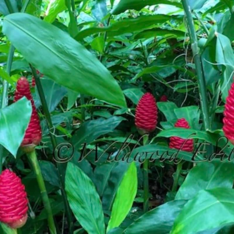 Red Ginger - Etsy