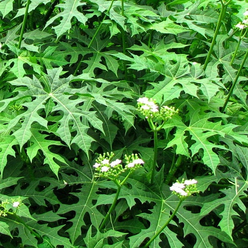 CHAYA TREE SPINACH Cnidoscolus Aconitifolius Maple Variant 3 - Etsy