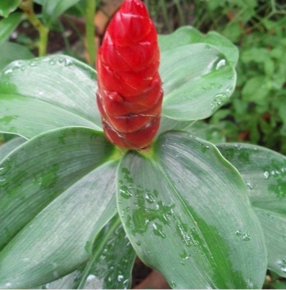 Edible Ginger Plants