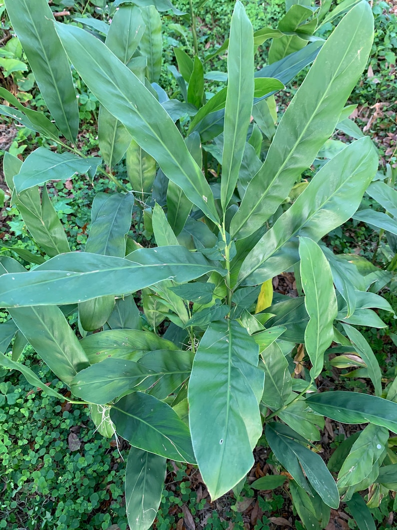 Organic Greater Galangal 1 Rhizome: Easy Grow Culinary Herb - Etsy