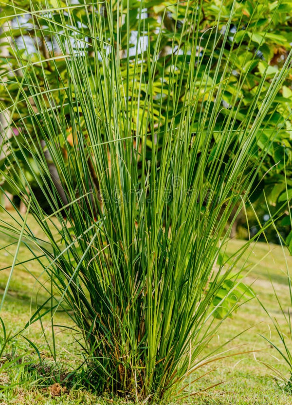 Vetiver Grass Live PLANT Erosion Control Fragrant Roots 3.5 Pot - Etsy