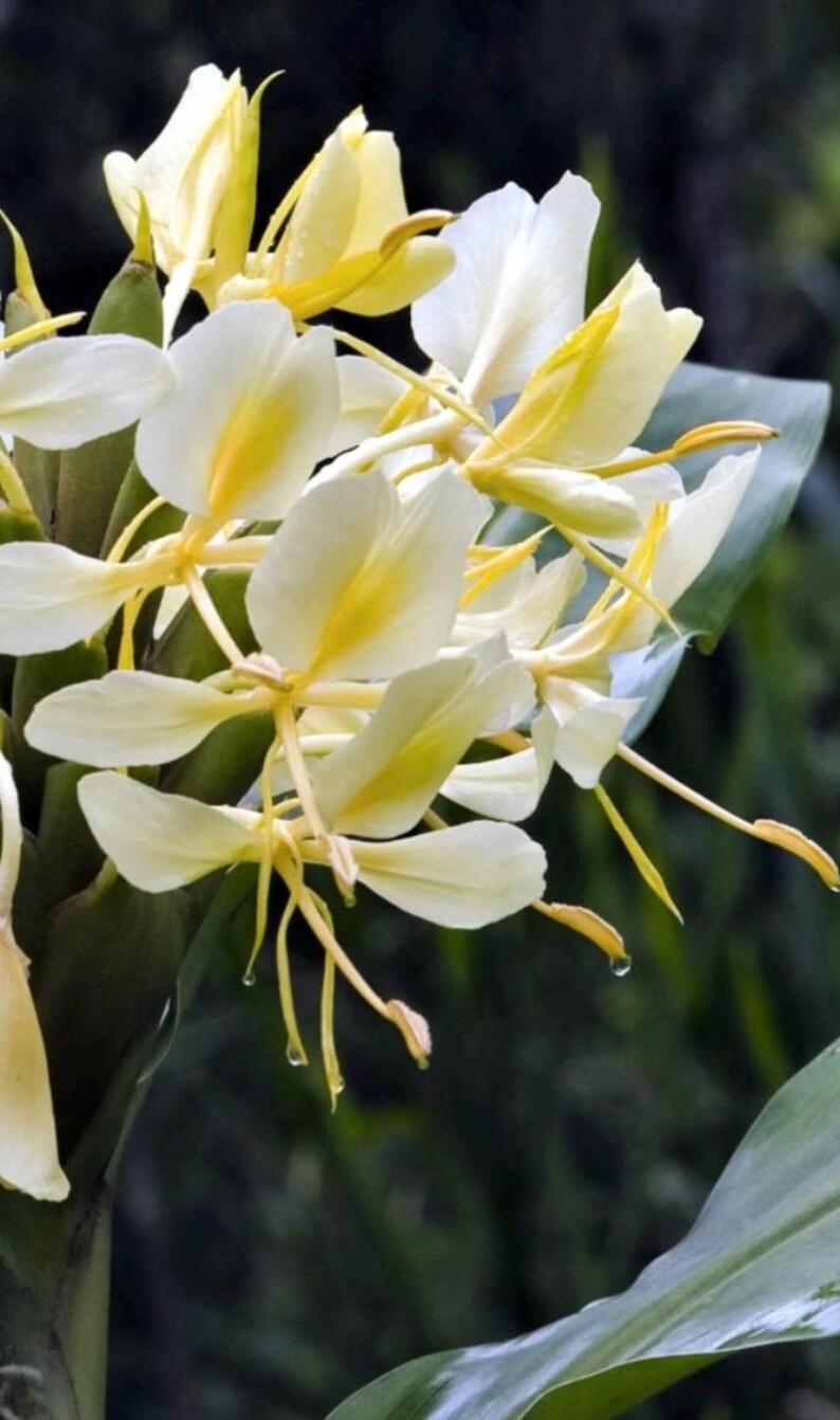 Yellow Butterfly Ginger Plant Hedychium Flavescens Easy to Grow ...