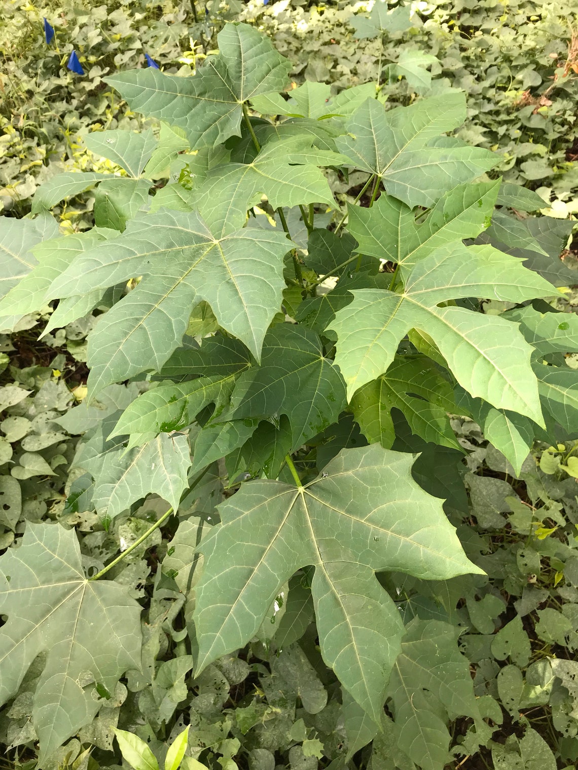 CHAYA TREE SPINACH Cnidoscolus aconitifolius Maple Variant 3 | Etsy