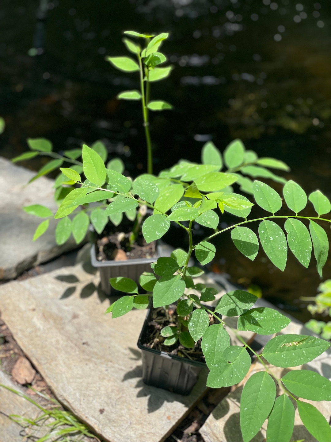 KATUK PLANT Sauropus Androgynus Star Gooseberry Sweet Leaf Organic - Etsy