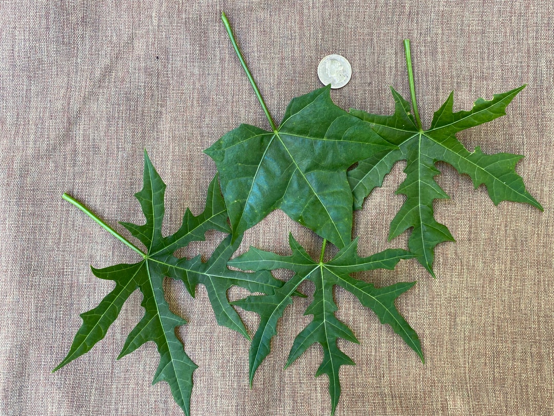 25 Chaya Leaves Fresh Picked Leaves Organic Tree Spinach Leaves for ...