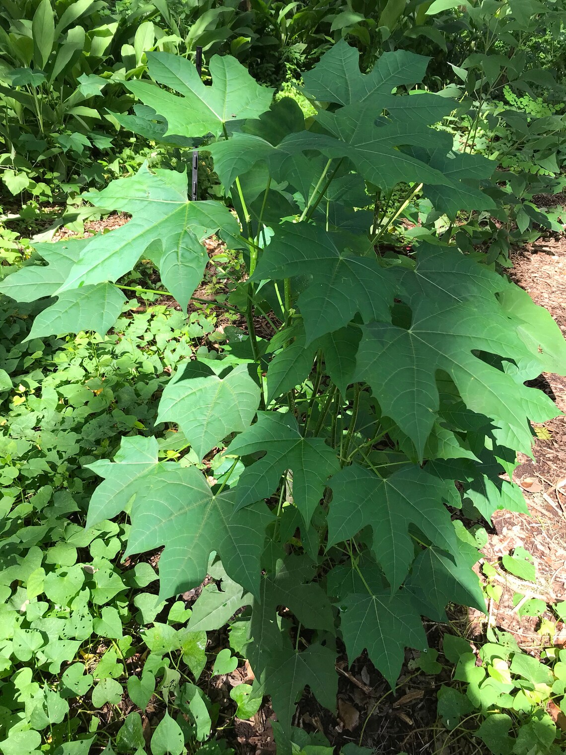 CHAYA TREE SPINACH Cnidoscolus aconitifolius Maple Variant 3 | Etsy