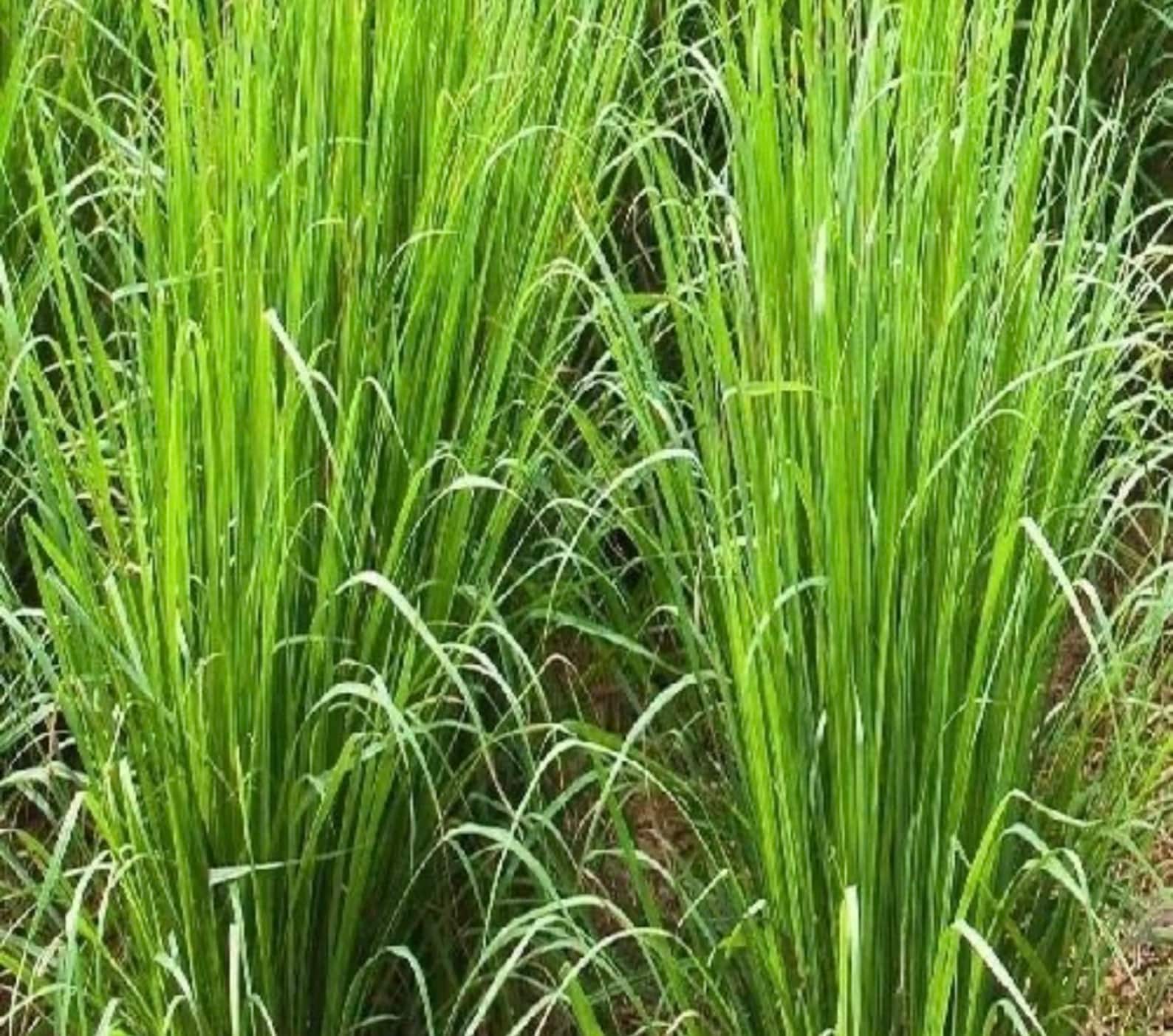 Vetiver Grass Live PLANT Erosion Control Fragrant Roots 3.5 Pot - Etsy