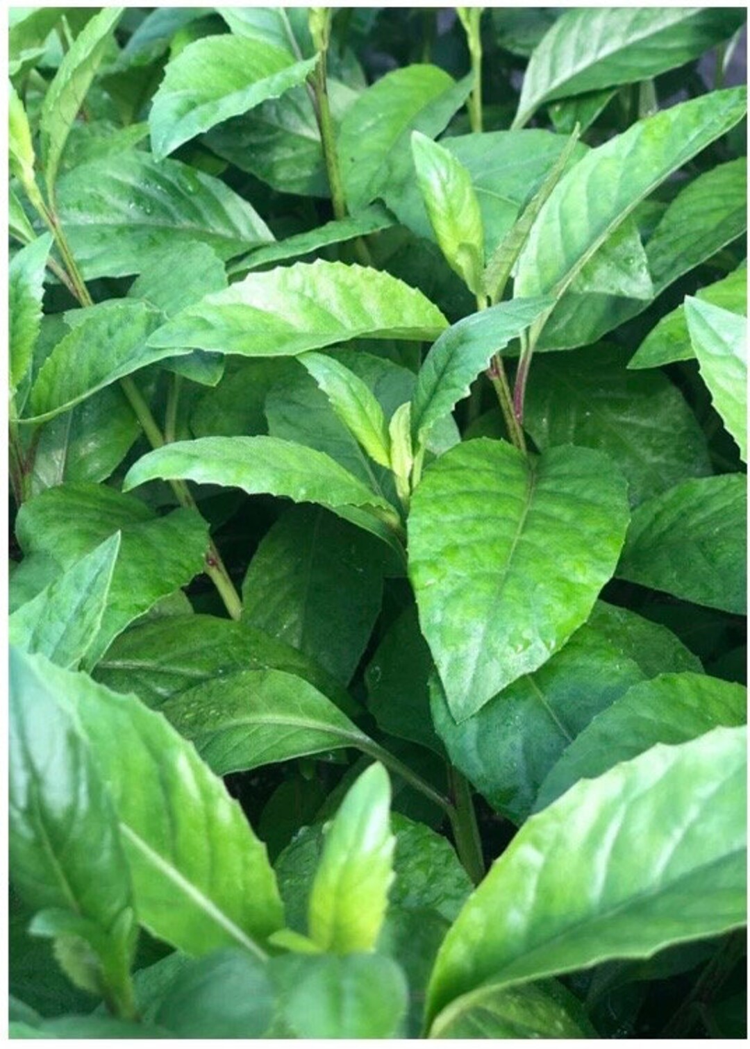 Longevity Spinach Gynura Procumbens ORGANIC 2 Cuttings - Etsy