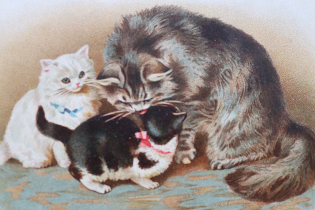 Cute Original Antique Victorian Cat Postcard , Lithography , Cat Mother ...