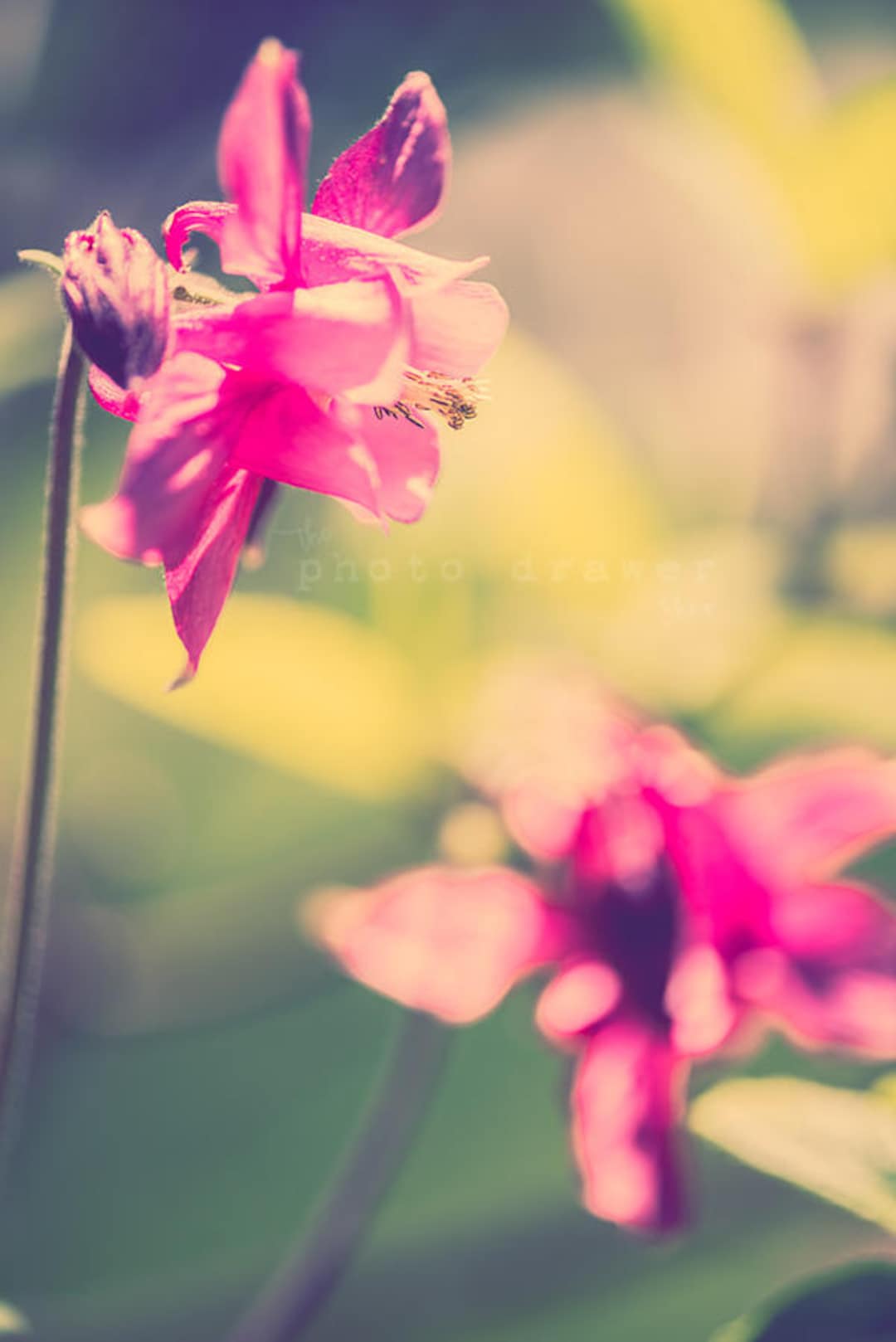 Flora Print, Nature Print, Printable Wall Art, Botanical Decor, Floral ...