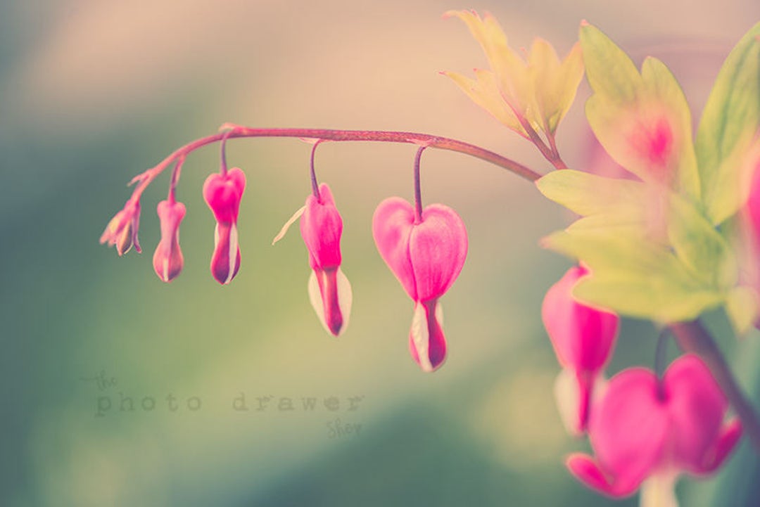 Instant Download, Printable Wall Art, Garden Flower, Bleeding Hearts ...
