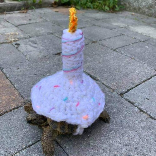 Birthday Tortoise Costume Party Hat for Turtle Turtle - Etsy