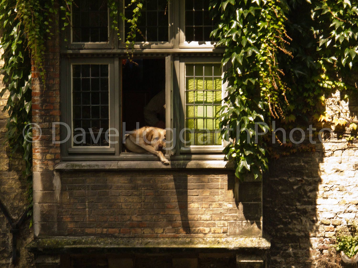 Dog in Window - Bruges - Belgium - Instant Download - Digital Download ...
