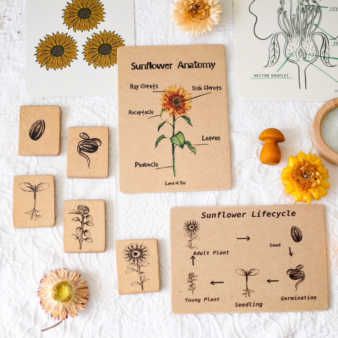 Sunflower Nature Anatomy Wooden Learning Flash Card - Etsy Australia