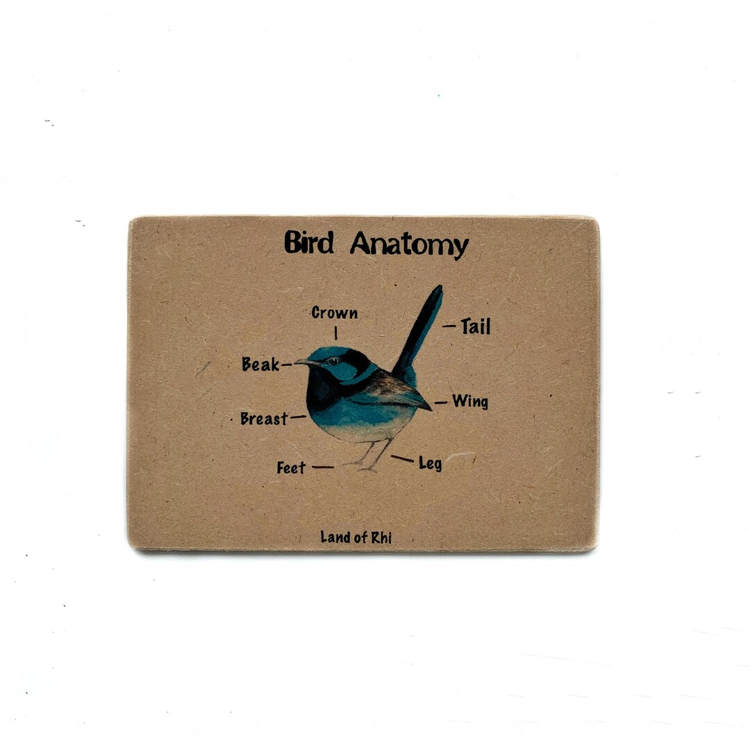 Fairy Wren Blue Bird Nature Anatomy Timber Wooden Flash Card - Etsy