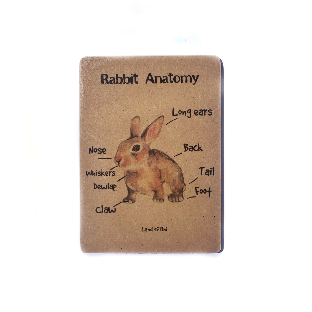 Bunny Rabbit Nature Anatomy Wooden Learning Flash Card - Etsy