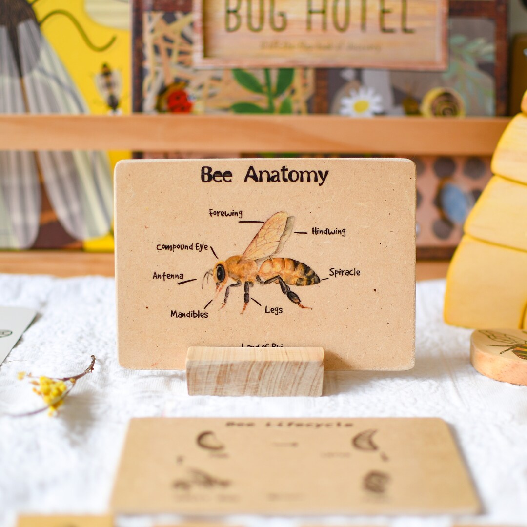 Bee Nature Anatomy Timber Woodenlearning Flash Card - Etsy