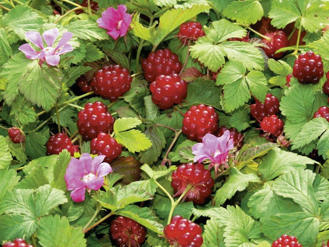 Arctic Raspberries Rubus arcticus x stellarcticus 2 Plants - Etsy ...
