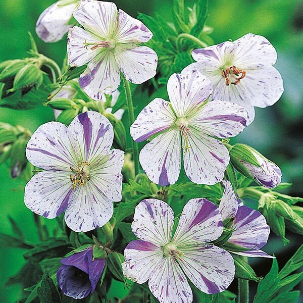 Hardy Geranium - Etsy