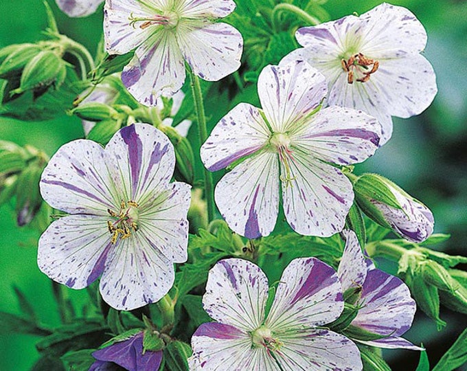 Wild Geranium Seeds - Etsy
